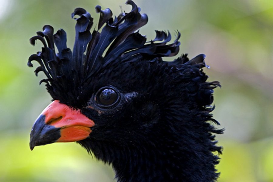 Projeto Mutum completa 31 anos – CAMINHOS GERAIS