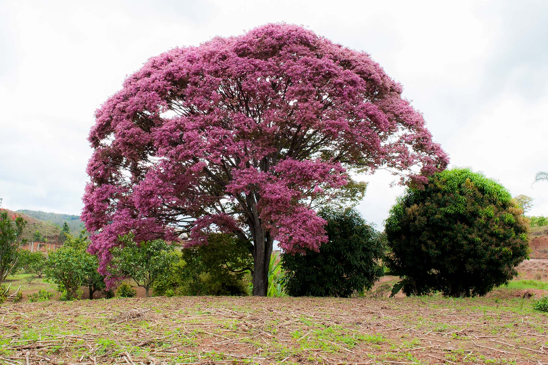 As sapucaias soltam suas sementes – Revista Caminhos Gerais – CAMINHOS ...