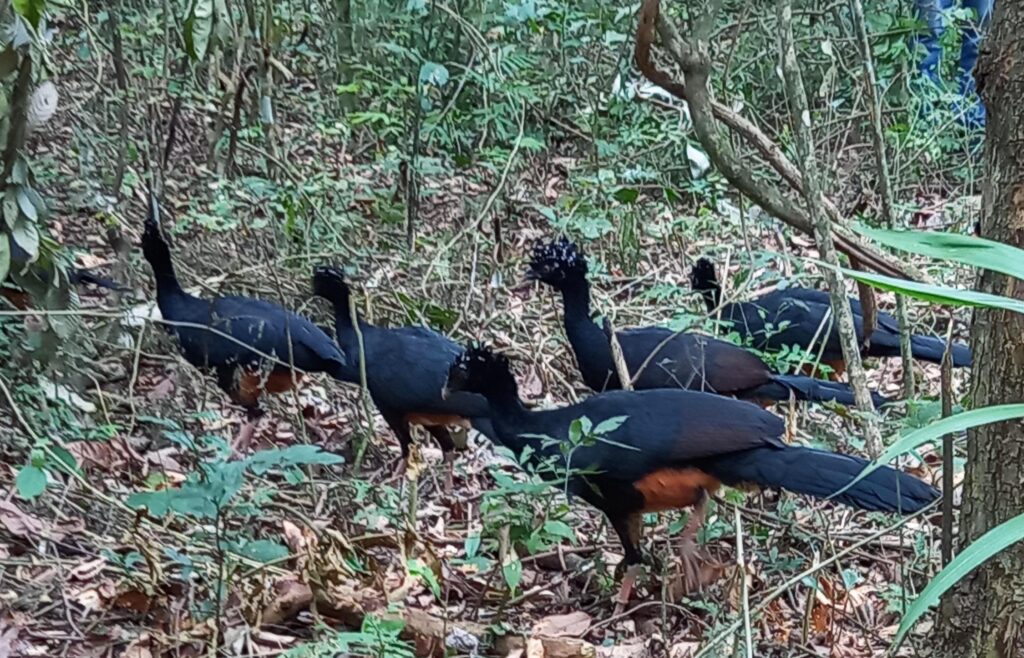Projeto Mutum comemora 33 anos reintroduzindo 10 casais de mutum-do ...