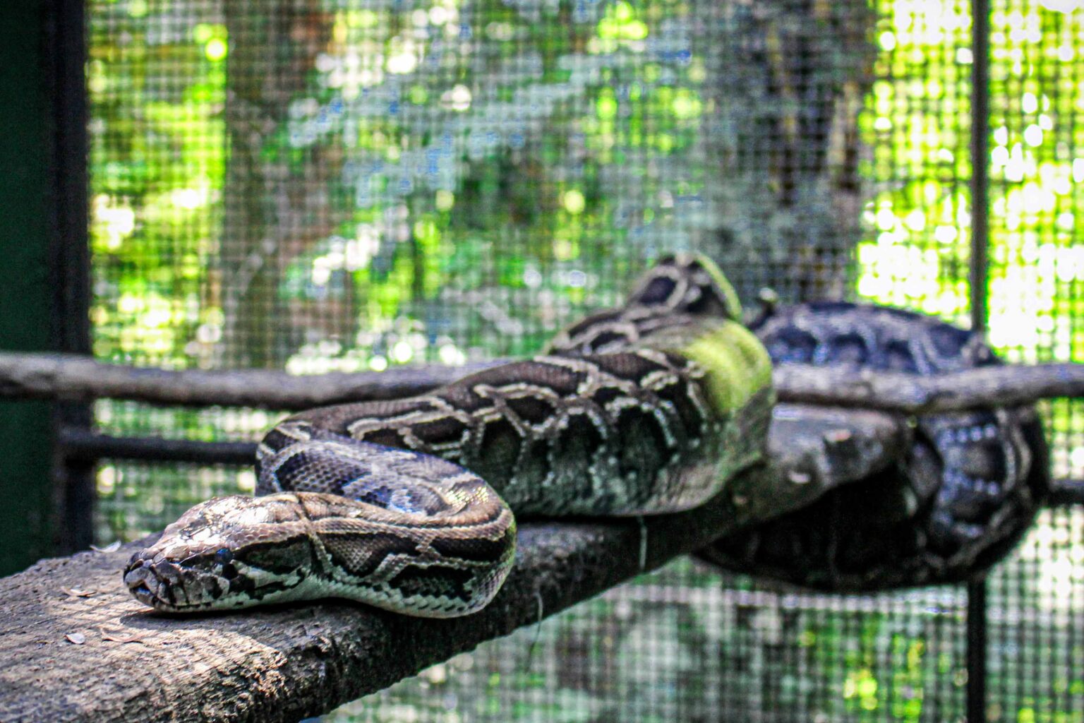 Serpente asiática Python, recebida pelo Cebus será destinada a Belo ...
